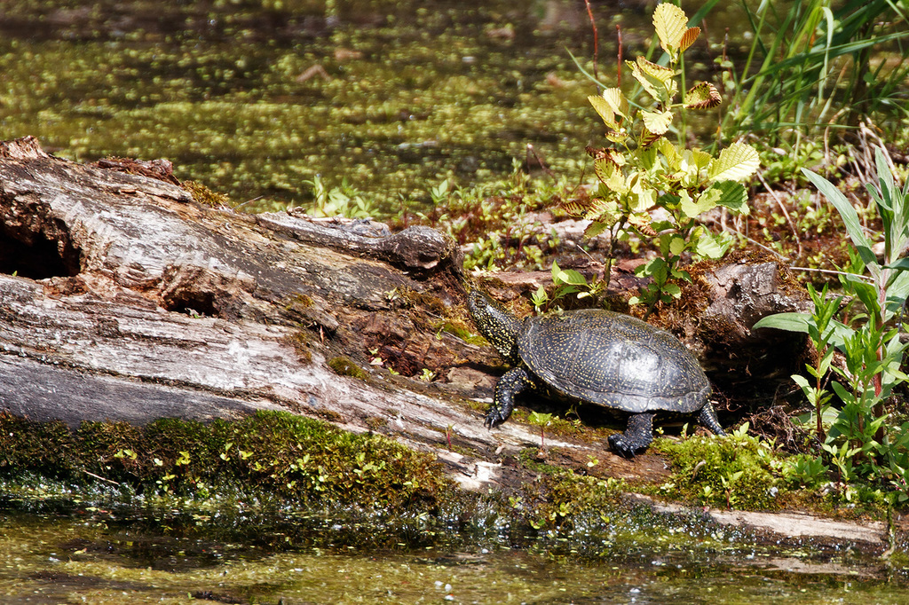 European Pond Turtle in May 2019 by Fero Bednar · iNaturalist