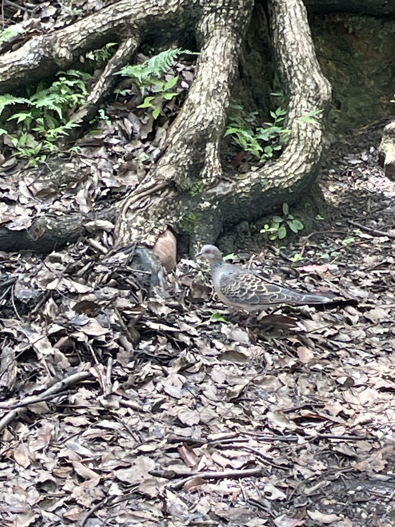 Oriental Turtle-Dove from 68 Fukakusa Yabunouchichō, Fushimi Ward ...