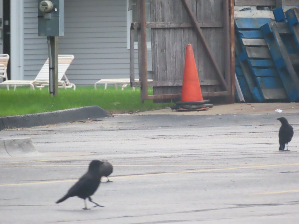 American Crow from Iowa City, IA 52245, USA on July 13, 2024 at 07:12 ...