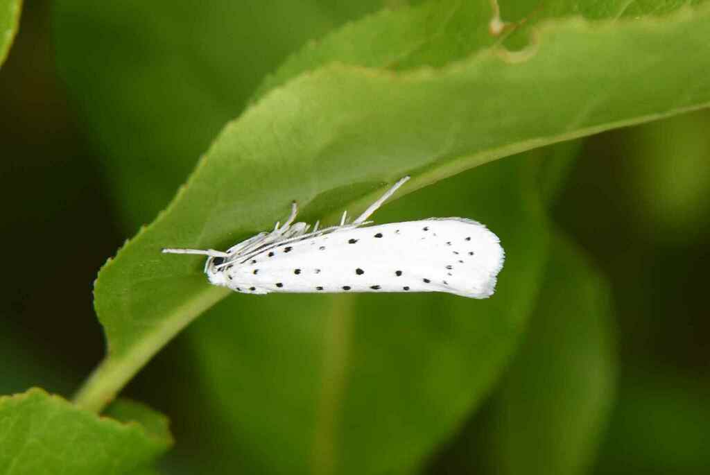 Spindle Ermine Moth in July 2024 by Tig. 3 adults seen on Euonymus ...