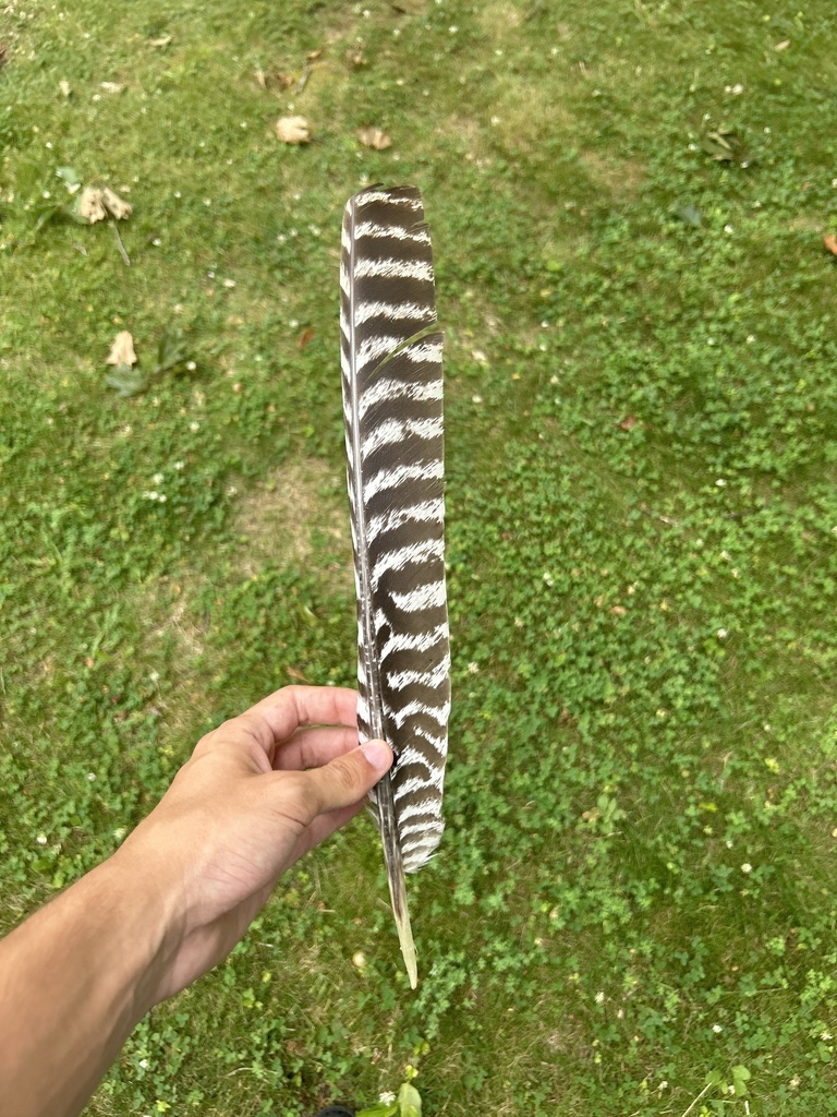 Wild Turkey from Boston Nature Center & Wildlife Sanctuary, Boston, MA ...