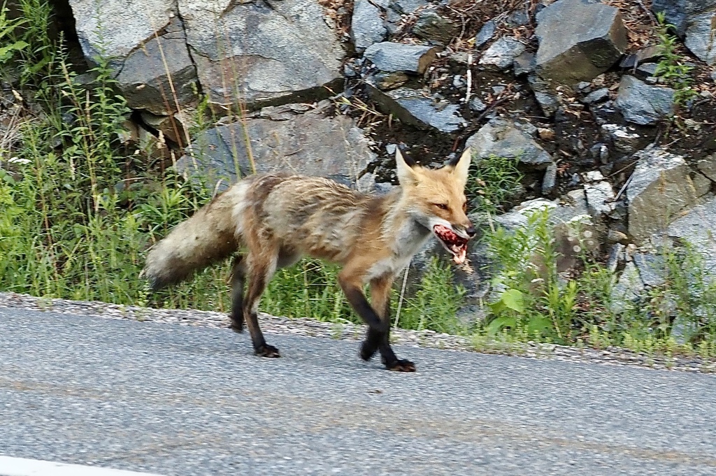 Red Fox from Nipissing District, ON, Canada on July 12, 2024 at 07:11 ...