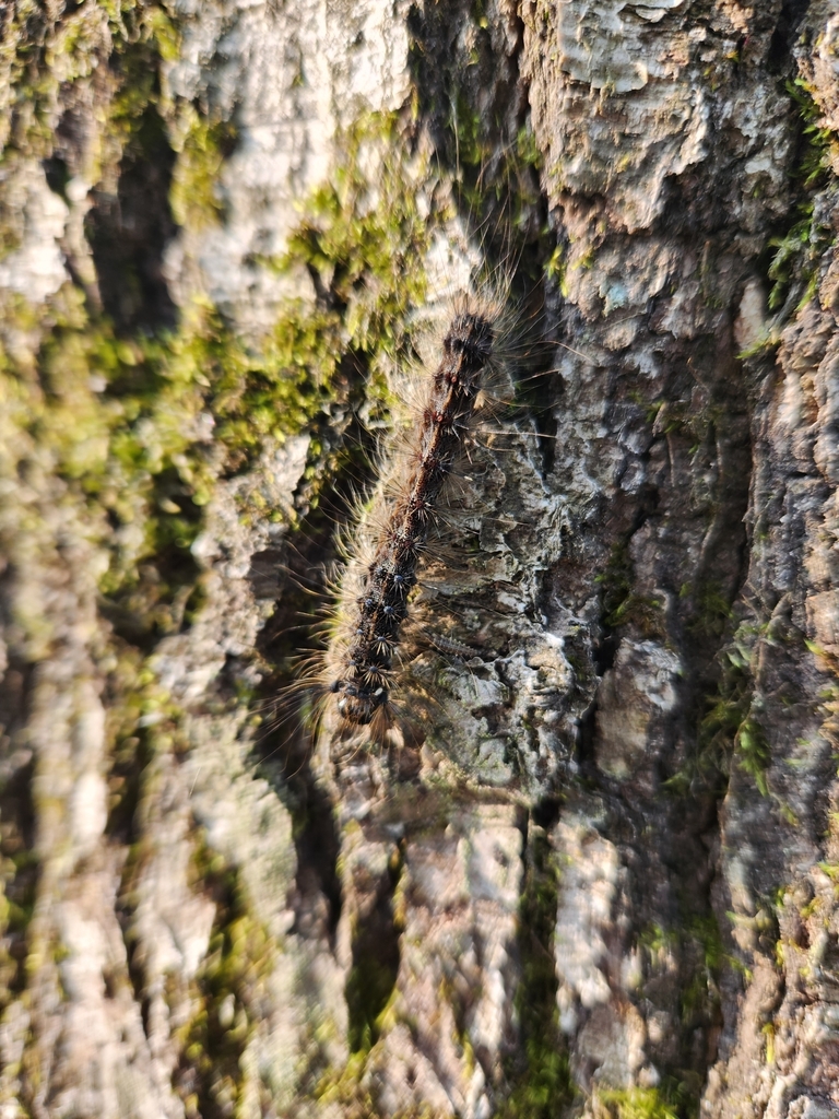 Spongy Moth from Bayfield, WI, USA on July 13, 2024 at 07:36 AM by Tina ...