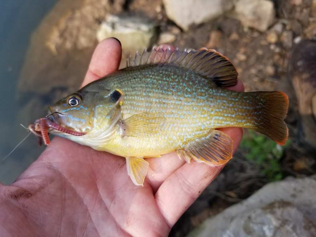 Green Sunfish from Greene County, MO, USA on June 1, 2019 at 08:41 AM ...