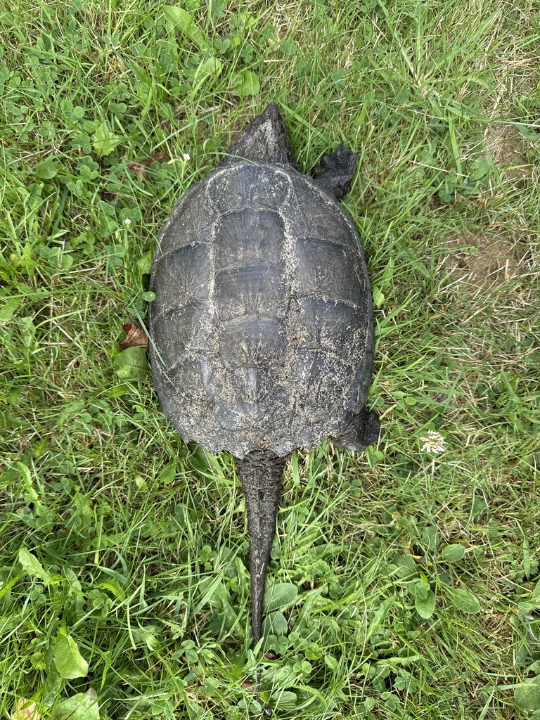 Common Snapping Turtle from Morse Island, Friendship, ME, US on July 13 ...