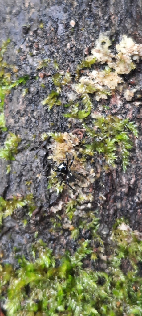 Jumping Spiders from MCPJ+CF6, Provincia de Puntarenas, Rancho Quemado ...
