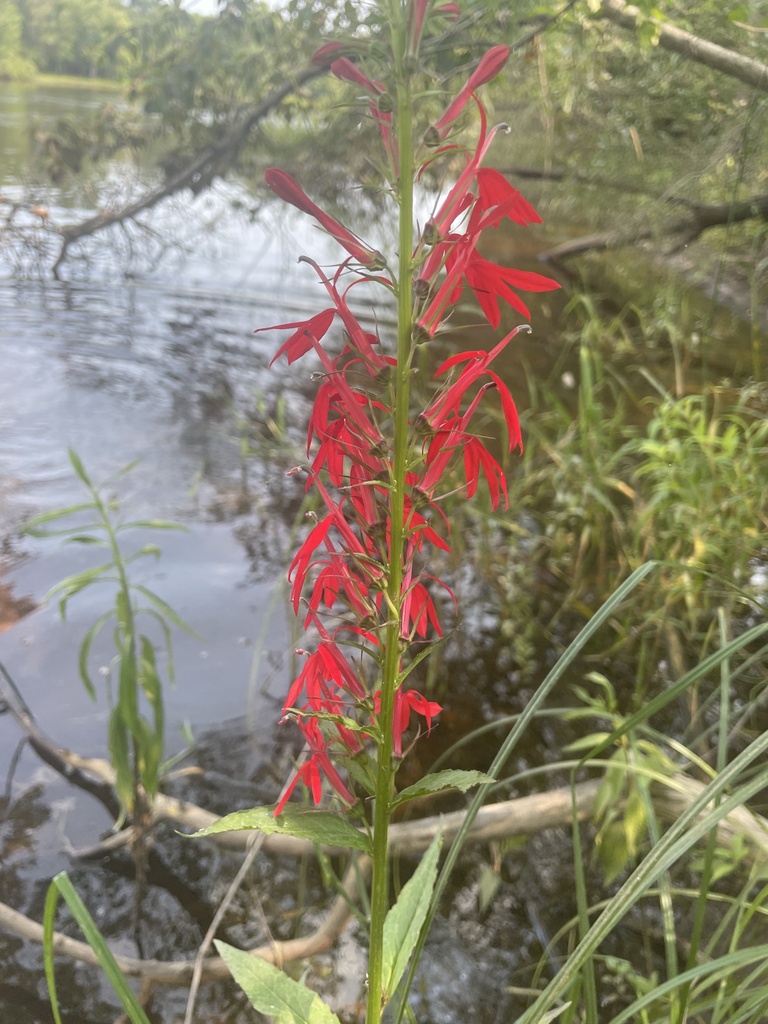 cardinal flower from CTH-JJ, Marinette, WI, US on July 12, 2024 at 03: ...