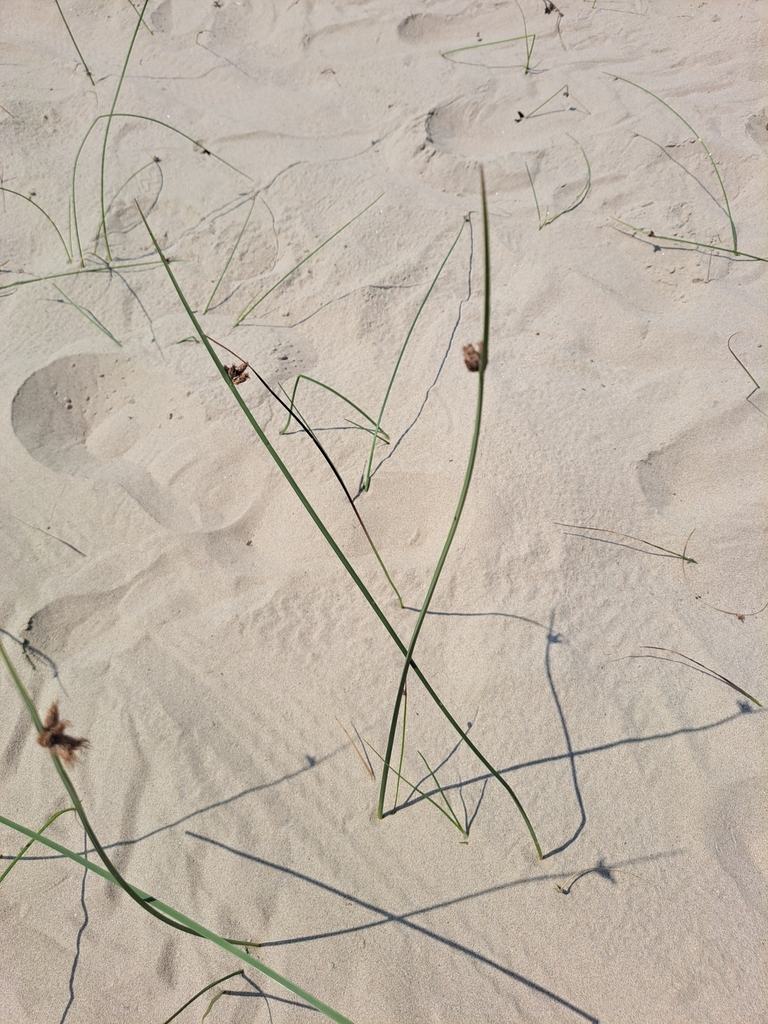 three-square bulrush from Uptown, Chicago, IL, USA on July 13, 2024 at ...
