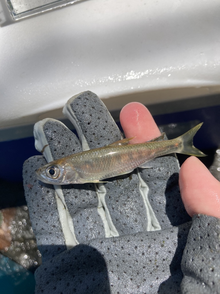 Opsariichthys evolans from 264台灣宜蘭縣員山鄉榮光路352巷55號 on July 6, 2024 at 12: ...