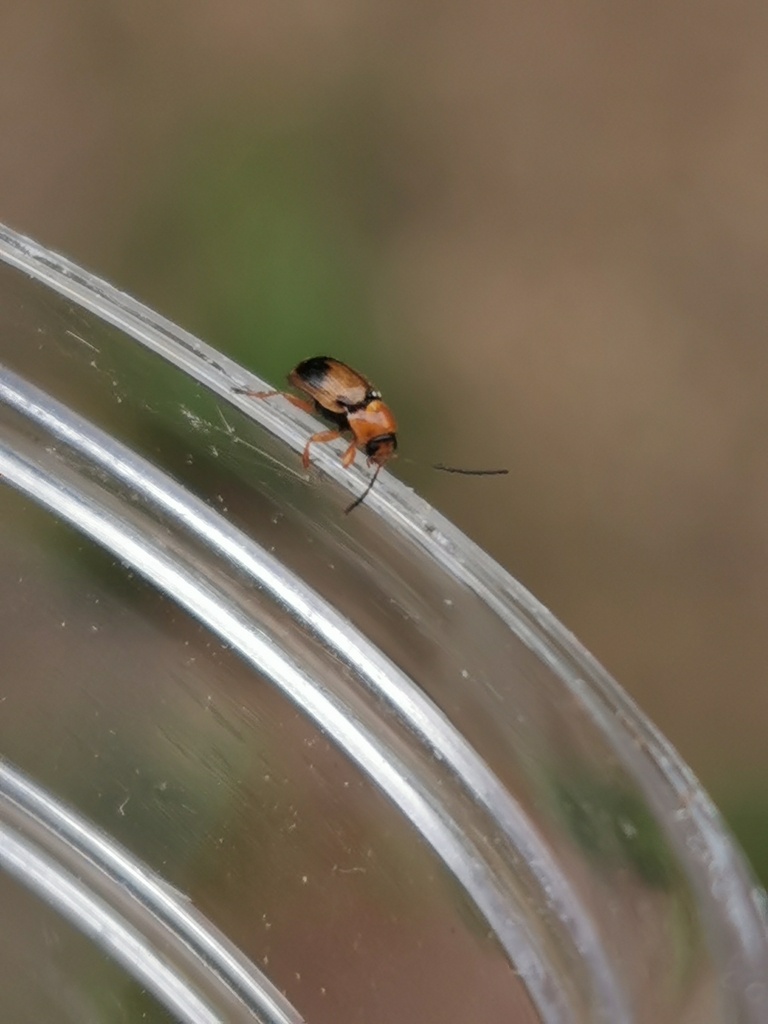 common small pot beetle from Harrow HA3 0PQ, UK on 13 July, 2024 at 06: ...