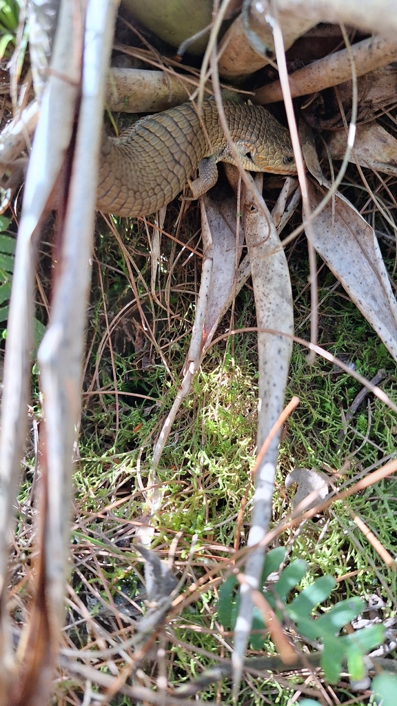 Red-lipped Arboreal Alligator Lizard in July 2024 by Cristobal Palacios ...