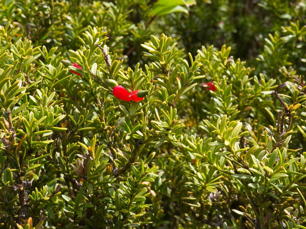 snow totara from West Branch, Princhester Creek,Takatimu Mountains on ...