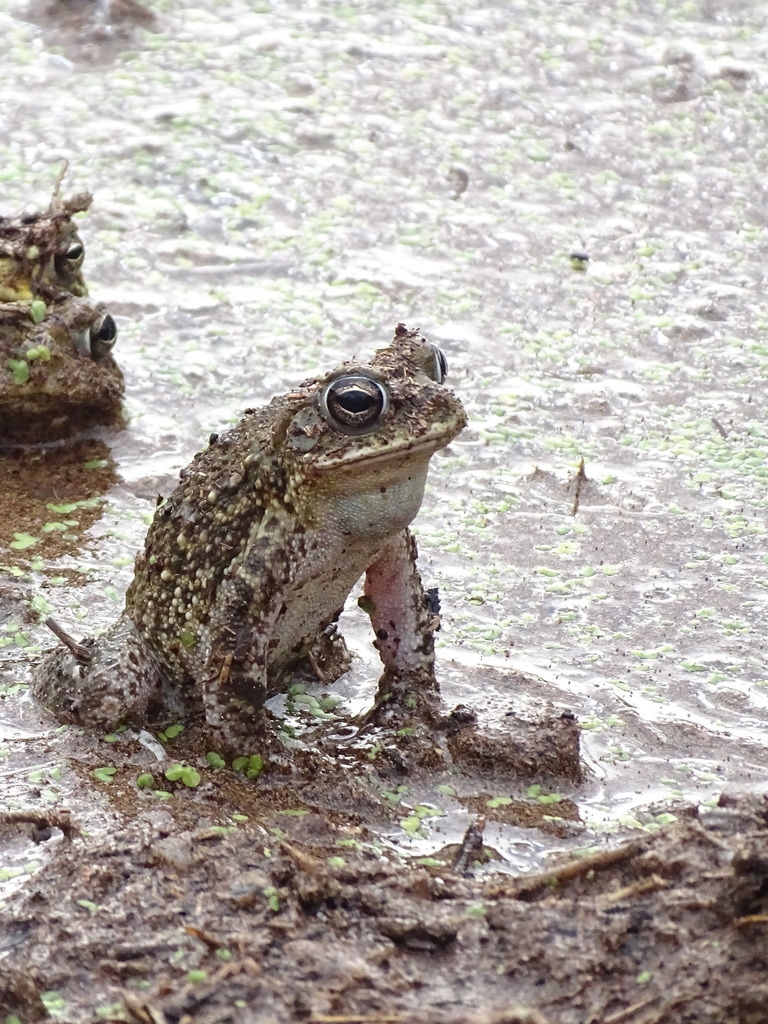 Marbled Toad from Culiacán, Sin., México on July 13, 2024 at 08:38 AM ...