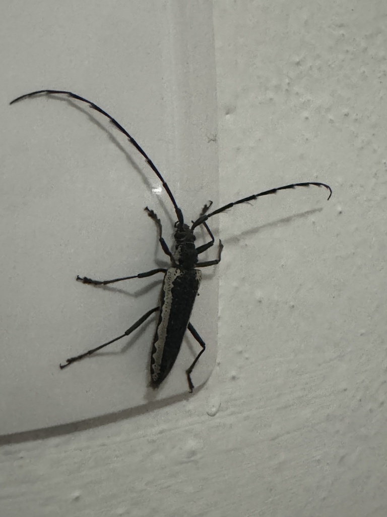 Fig Tree Borer from Privada Arrastradero, Cuernavaca, Mor., MX on July ...