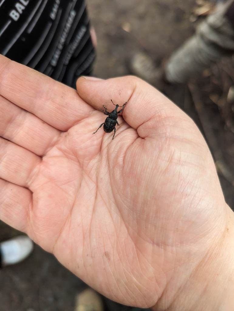 Large Pine Weevil from Saltburn-by-the-Sea TS13 4UG, UK on May 31, 2024 ...