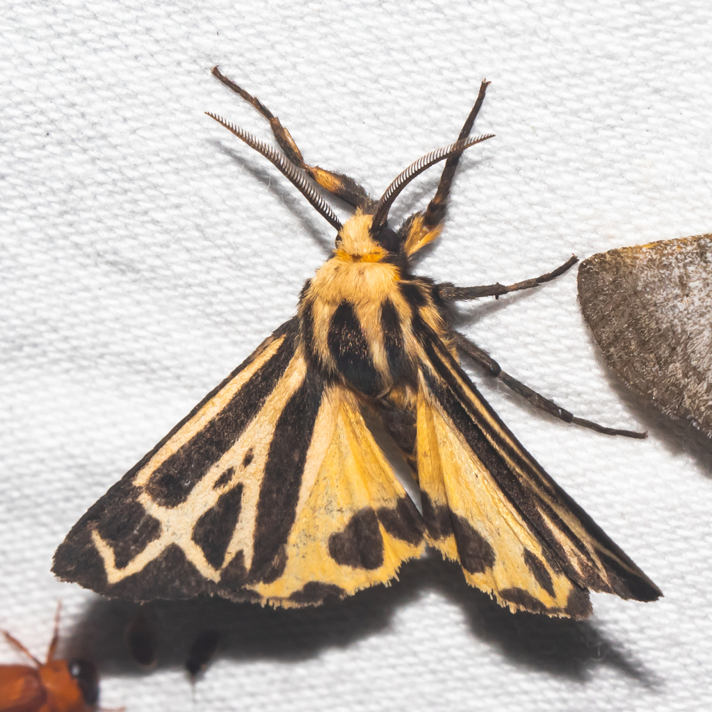 Charlotte's Tiger Moth from Patuxent Research Refuge, Anne Arundel ...