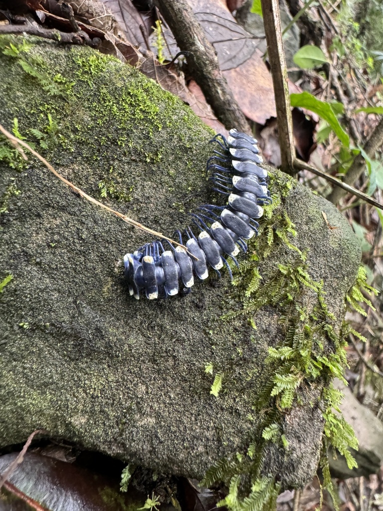 Rhachodesmidae from Ocampo, Tamps., MX on July 10, 2024 at 03:16 PM by ...