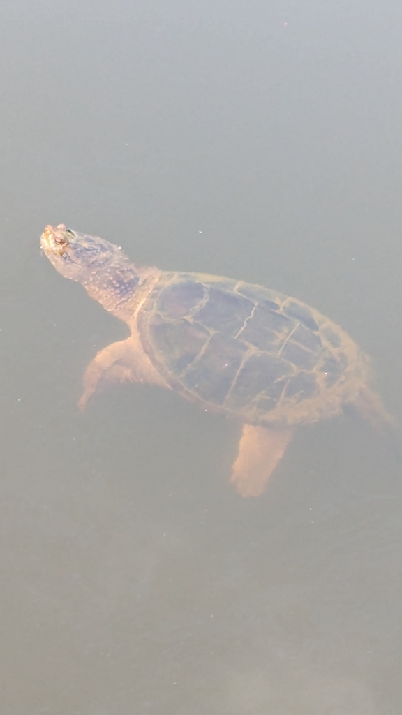 Common Snapping Turtle from Bruceton Mills, WV 26525, USA on July 13 ...