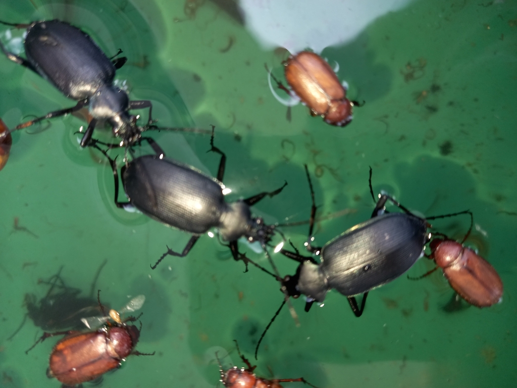 Calosoma angulatum desde 70793 Oax., México el 04 de julio de 2024 a ...