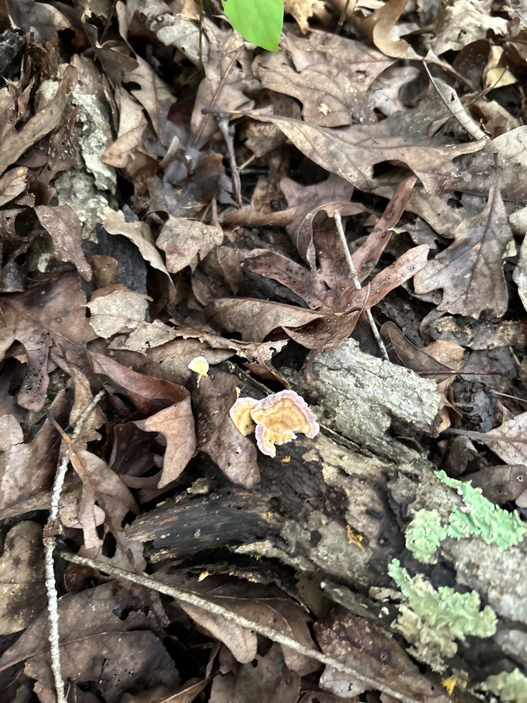 violet-toothed polypore from Meramec State Park, Sullivan, MO, US on ...