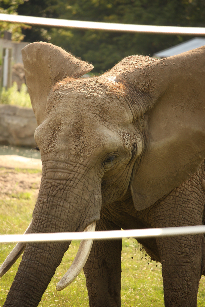Elephants on July 13, 2024 at 10:07 PM by Reg Vincent Serenio · iNaturalist