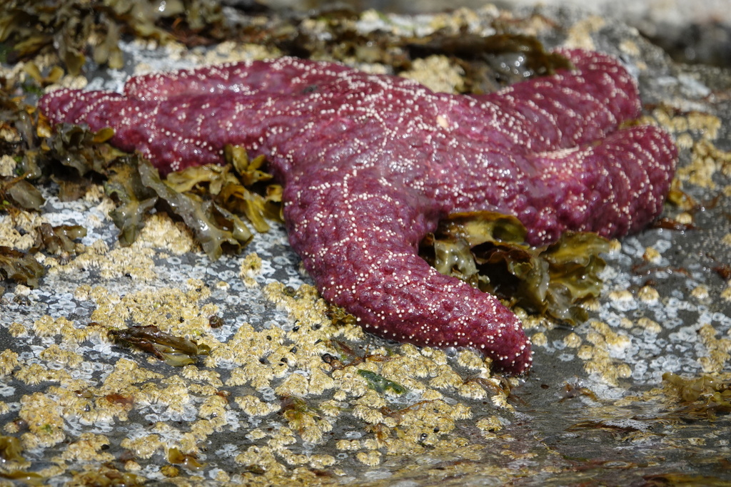 Ochre Sea Star from Kodiak National Wildlife Refuge, Kodiak, AK, US on ...