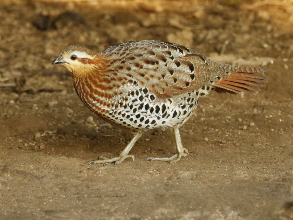 Mountain Bamboo-Partridge from Baihualing, Gaoligongshan, Yunnan ...