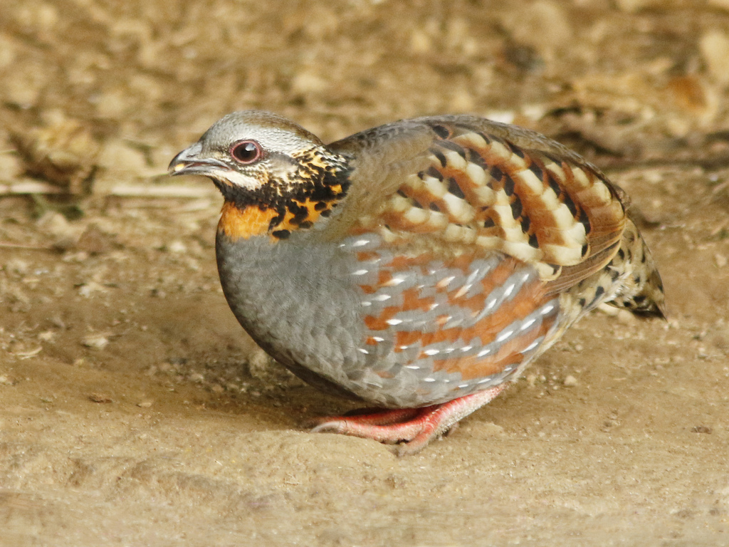 Rufous-throated Partridge from Baihualing, Gaoligongshan, Yunnan ...