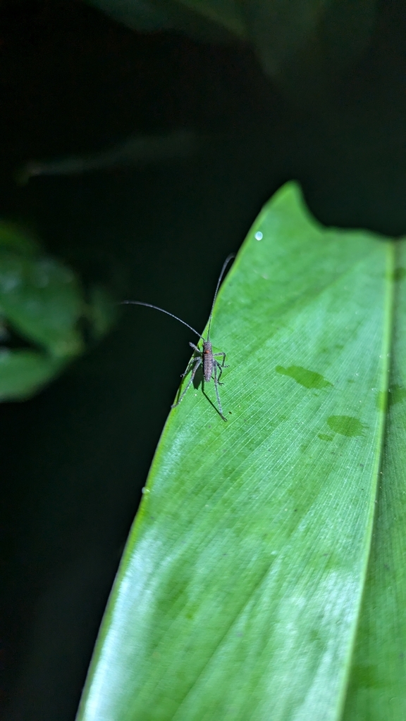 Winged and Once-winged Insects from La Unión, CR-CA, CR on July 13 ...