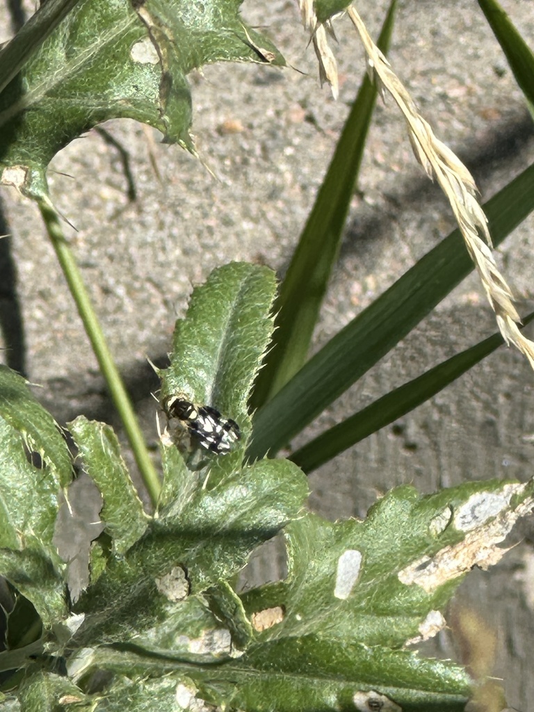 Thistle Stem Gall Fly from Creekside Park, Fort Collins, CO, US on July ...