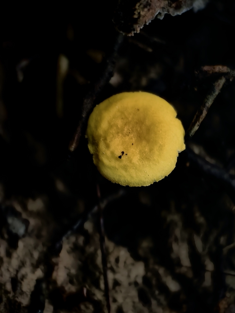 boletes from Bandar Nusa Rhu, 40170 Shah Alam, Selangor, Malaysia on ...