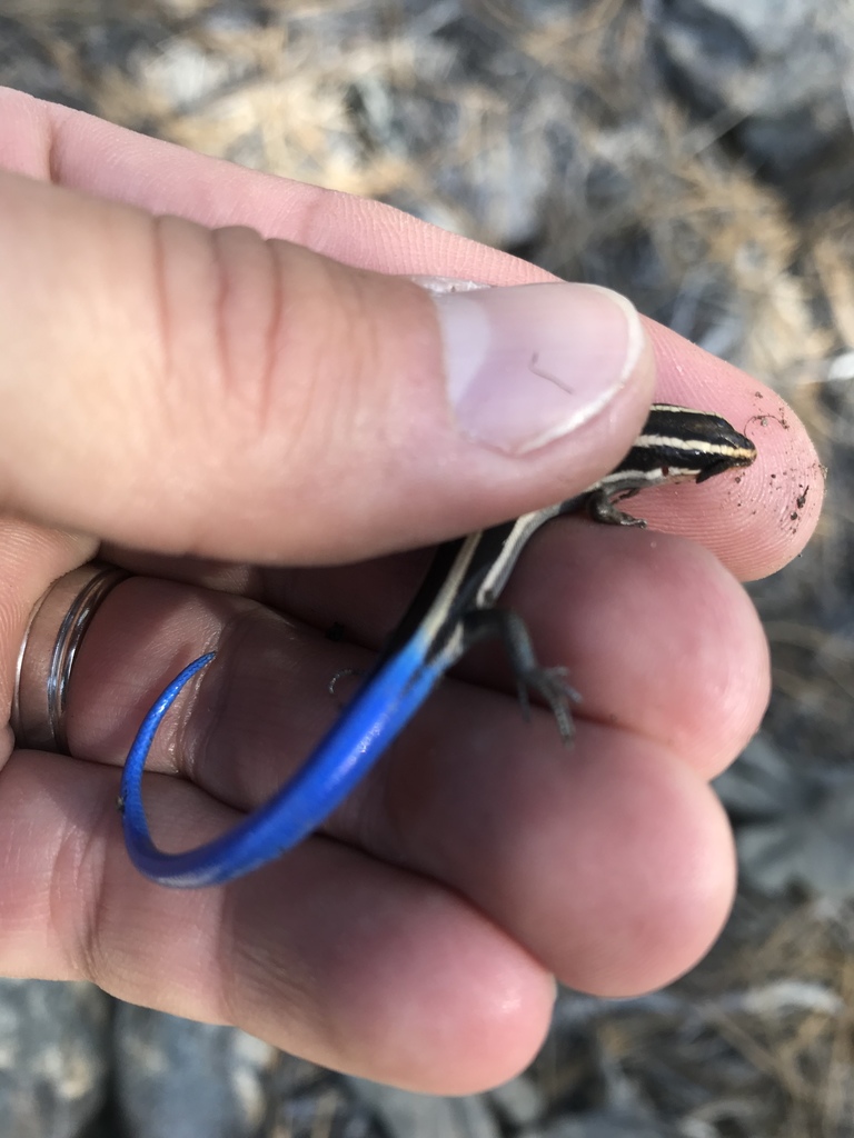 Western Skink in June 2019 by Chris DeGroof · iNaturalist