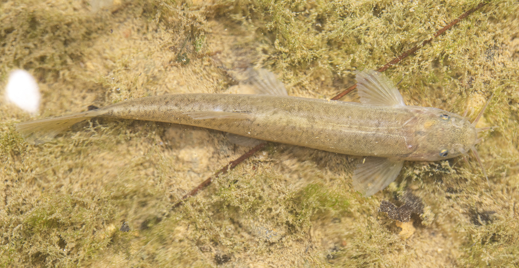 Flat-headed Loach from 中国广东省清远市英德市 on July 06, 2024 at 05:52 AM by ...