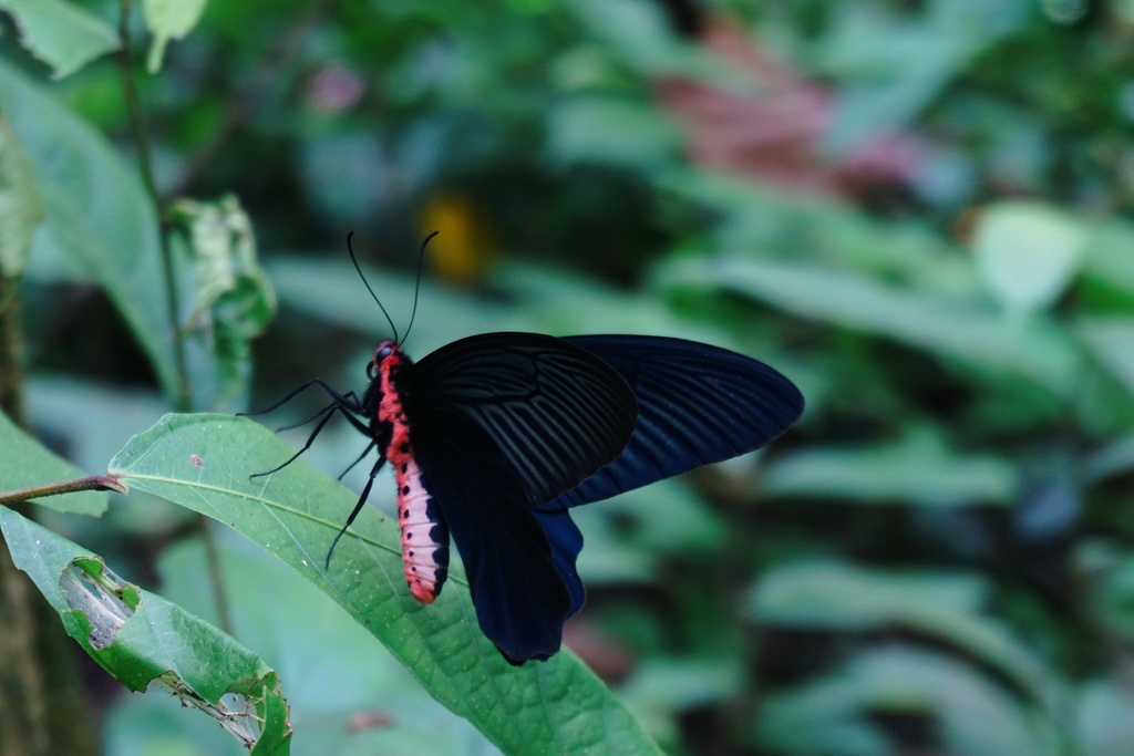 Lesser Batwing from Don Kaeo, Mae Rim, Chiang Mai, TH on July 10, 2024 ...