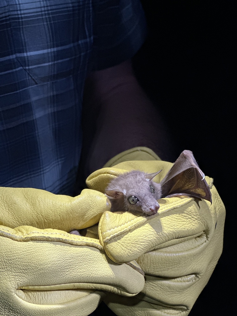 Peter's Dwarf Epauletted Fruit Bat from Ajai Wildlife Reserve, Madi ...