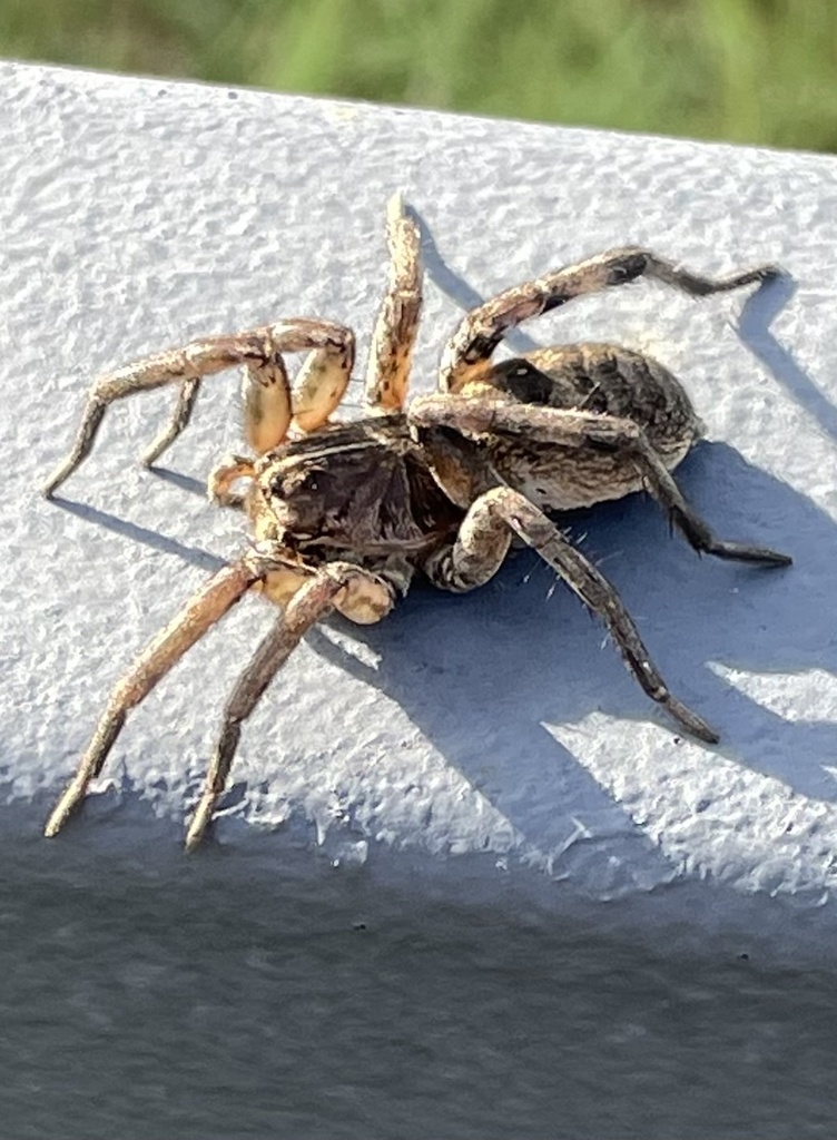 Lycosinae from Dobbs Valley Rd, Millsap, TX, US on July 14, 2024 at 08: ...