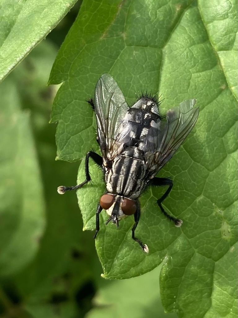 Common Flesh Flies from 44th Ave S, Minneapolis, MN, US on July 14 ...