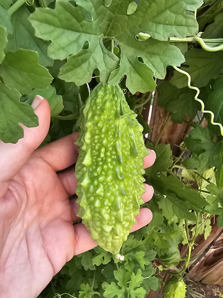Bitter Melon from Watauga, TX, USA on July 14, 2024 at 10:20 AM by ...