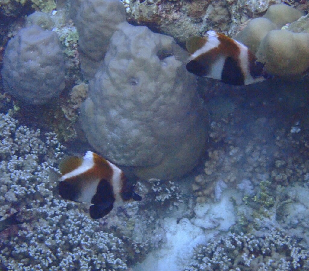 Phantom Bannerfish from Faafu Atoll, Maldives on February 11, 2023 at ...