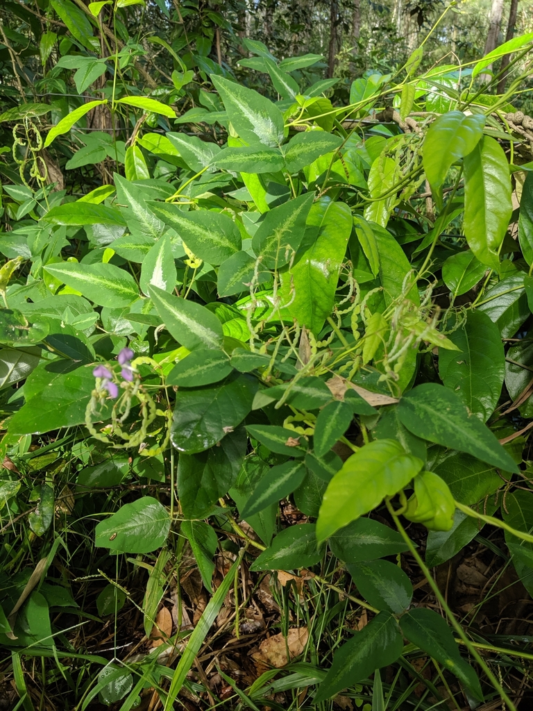 Silverleaf Desmodium from Coochin Creek QLD 4519, Australia on June 2 ...