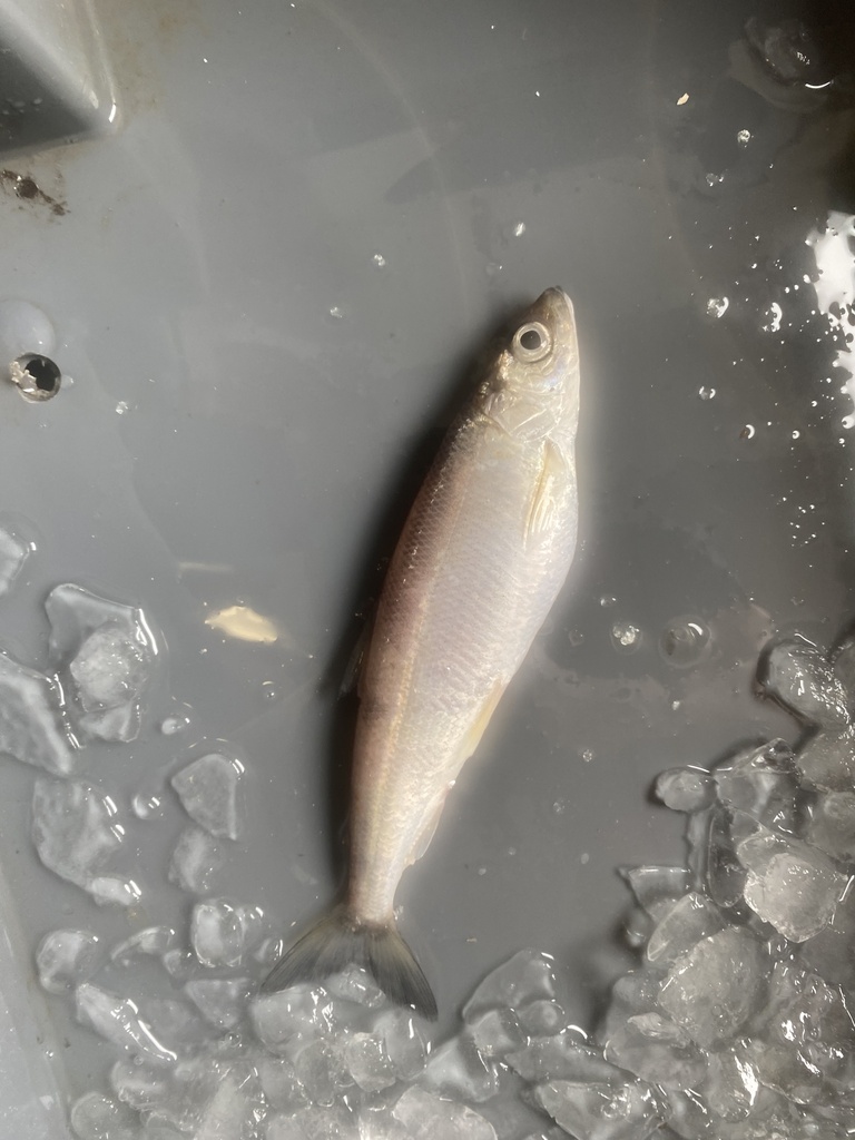 Bloater in July 2024 by Kevin Adeli. Fish was sexually mature at this ...