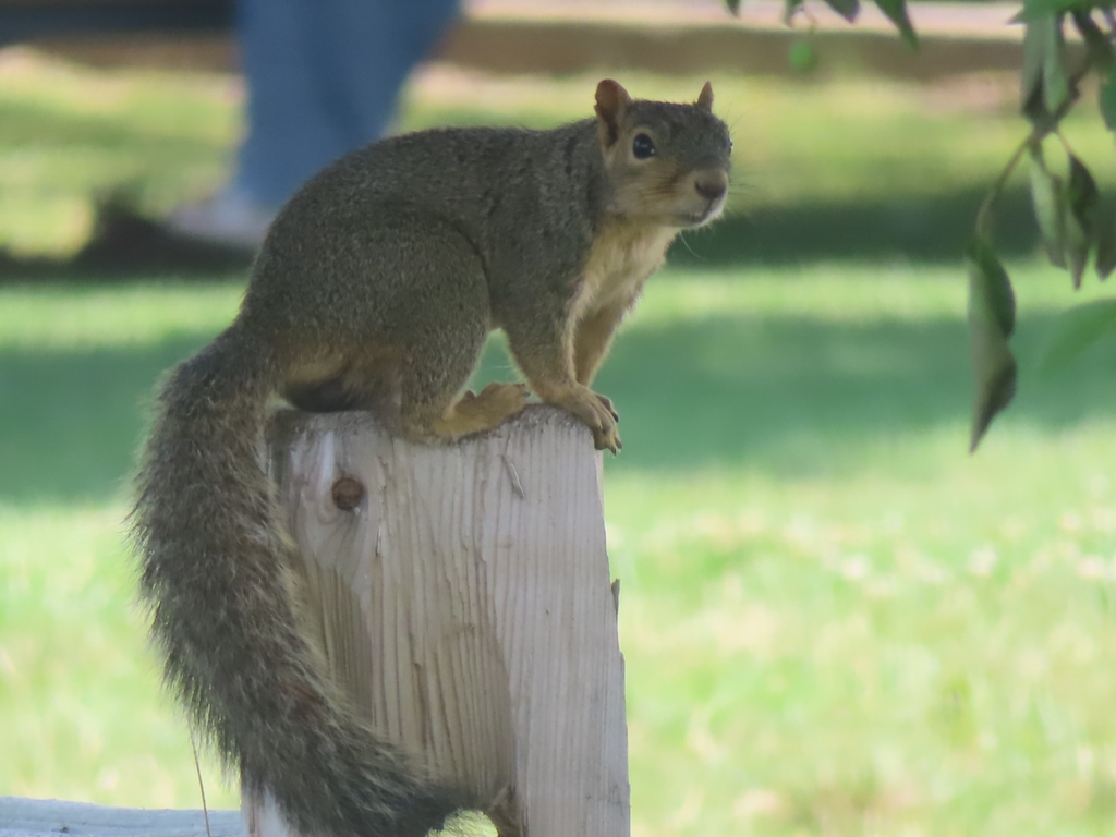 Eastern Fox Squirrel from Michiana, MI 49117, USA on July 13, 2024 at ...