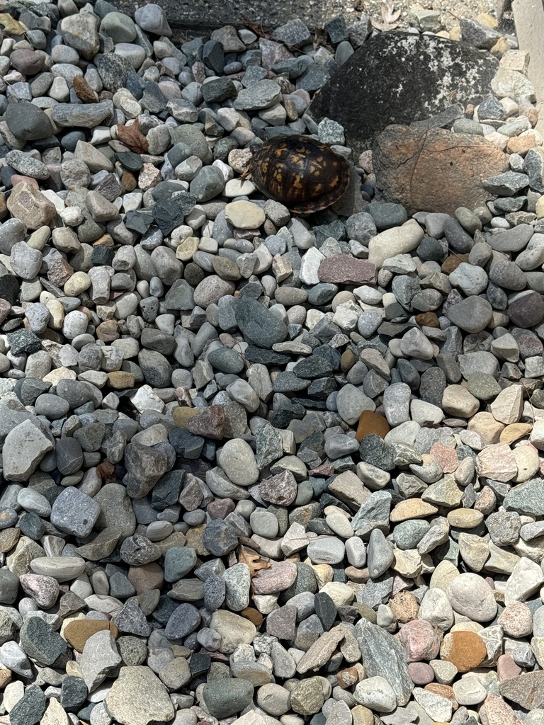 Eastern Box Turtle in July 2024 by Emily Reimann. Looks like an Eastern ...