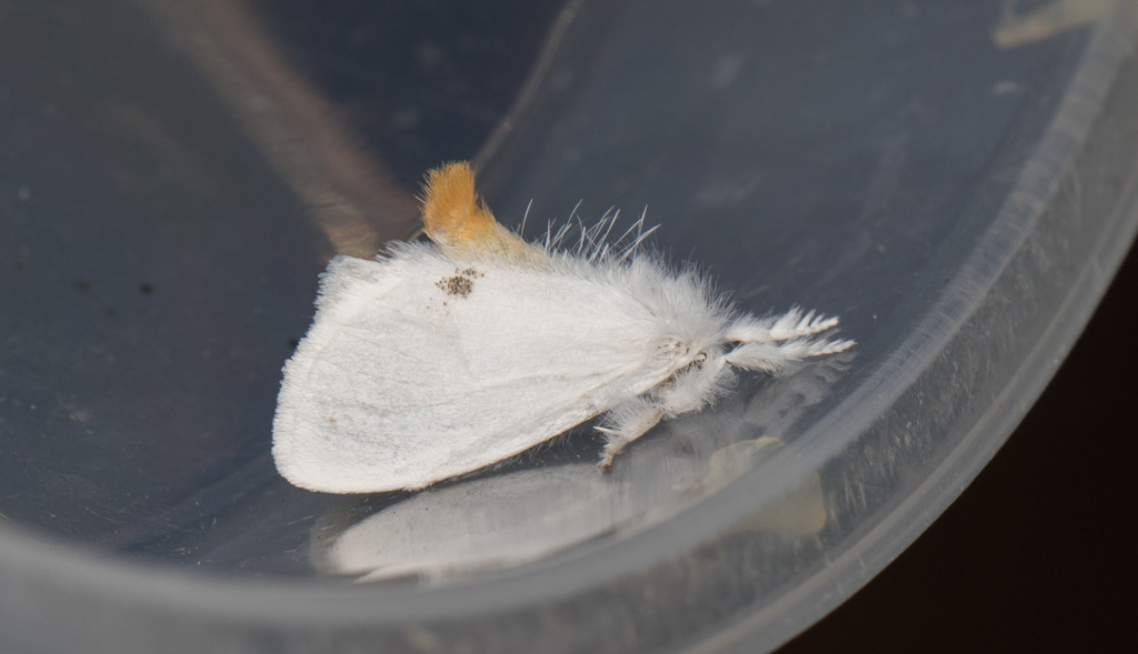 Swan Moth from Bath, UK on July 14, 2024 at 08:21 AM by Wayne Tucker ...