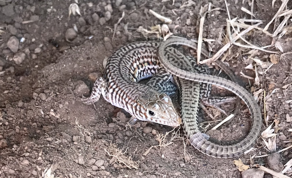 Latastia longicaudata lanzai from Arusha, TZ on July 12, 2024 at 05:09 ...