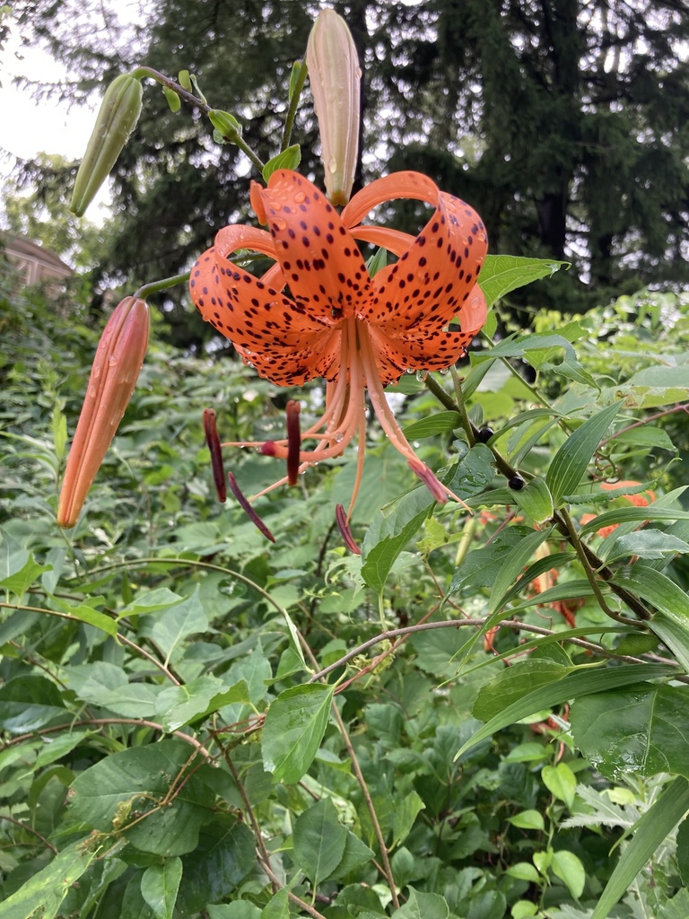 tiger lily from Indiana Dunes National Park, Porter, IN, US on July 14 ...