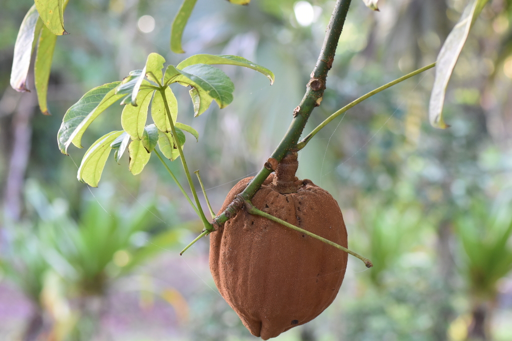 provision tree from 3.5 km de Barra de Parismina hacia el sur, Limón ...