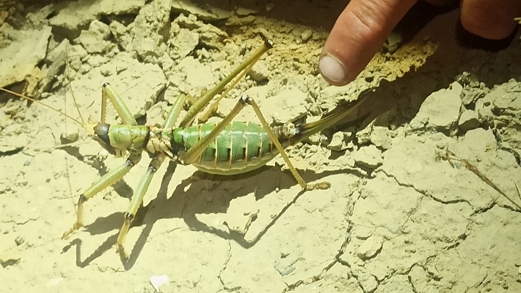 Anatolian Predatory Bush-cricket in June 2024 by Andras Ambrus ...