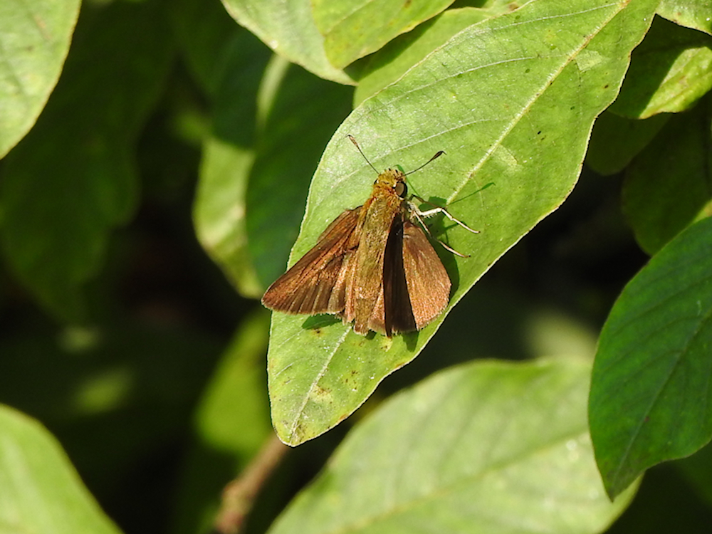 Dun Skipper from Bill Teron Park, Kanata, Ottawa, ON, Canada on July 14 ...