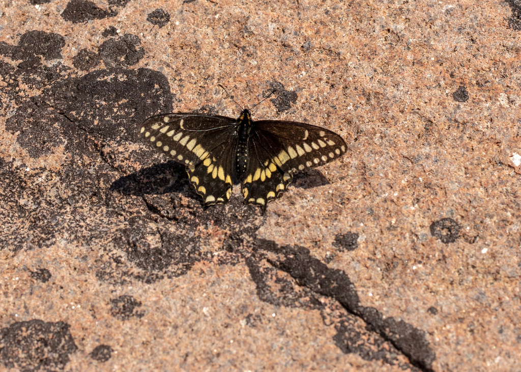 Papilio brevicauda brevicauda from Côte-Nord, QC, Canada on July 8 ...